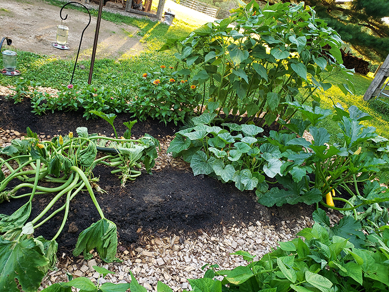 The 2022 Garden Failures and Losses -There's Always Some!