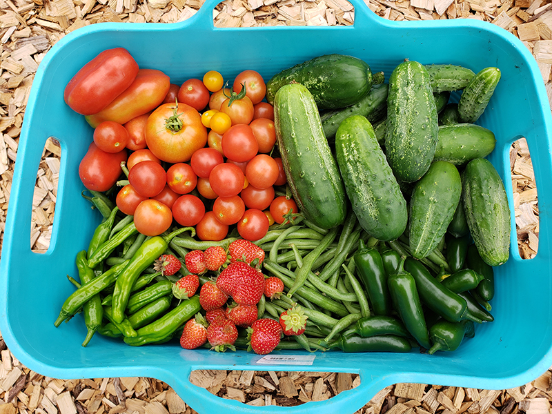The 2022 Garden - Our 1st Year Having Raised Rows