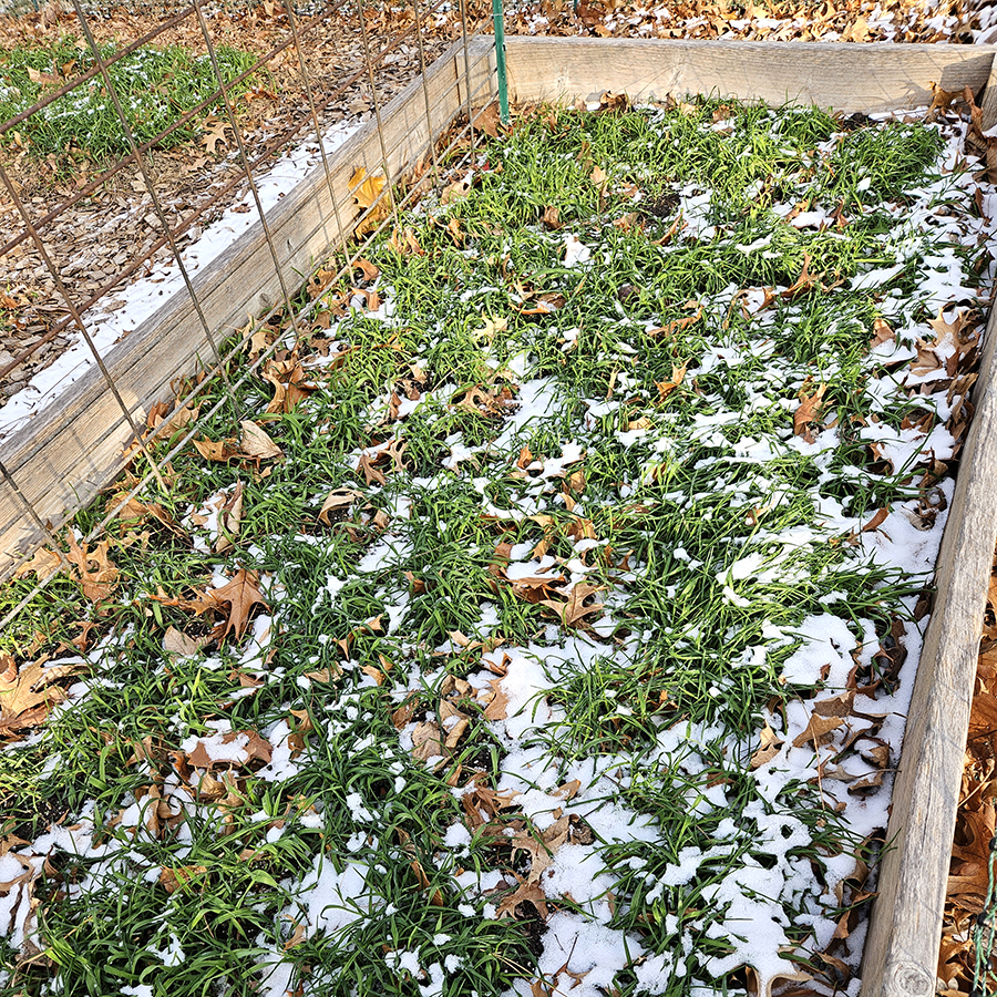 December 2024 Homesteading Update: Preparing For Holidays