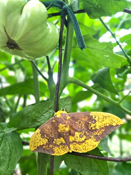 July 2024 Homesteading Update: Fireworks, Harvests, Pest & Fun