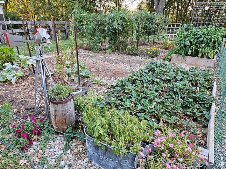 October 2024 Homesteading Update: Cleanouts, Planting & Baking