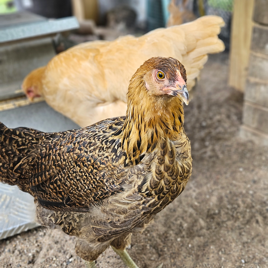 2025 Holiday Gift Guide Part 2: Favorite Chicken Raising Products