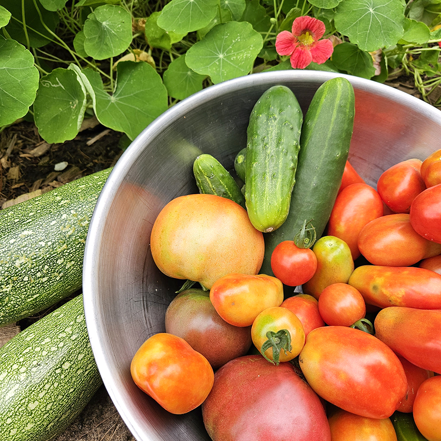 2025 Holiday Gift Guide Part 3: Gardening & Preserving Food