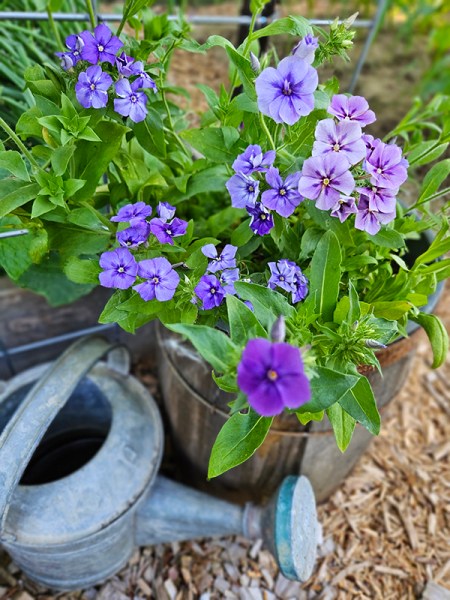 June 2025 Homesteading Update: Flowers & First Harvests