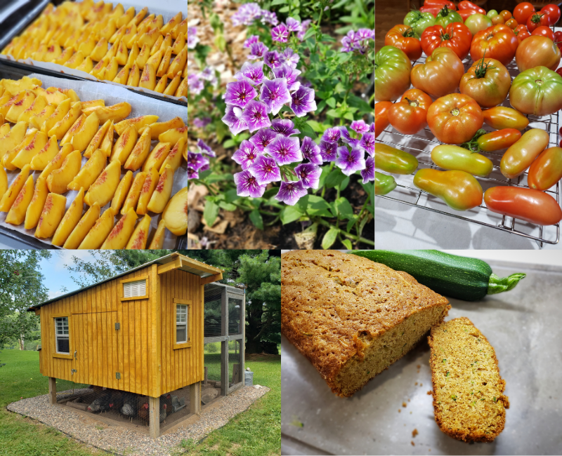 Let Me Introduce Myself - A Little About Me & SHL