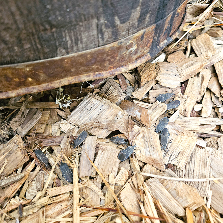 common overwintering pests Archives - Semi Homestead Life