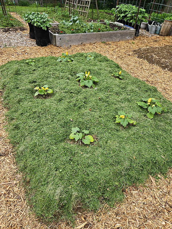 Advantages Of In-Ground Garden Beds - Have Freedom To Grow