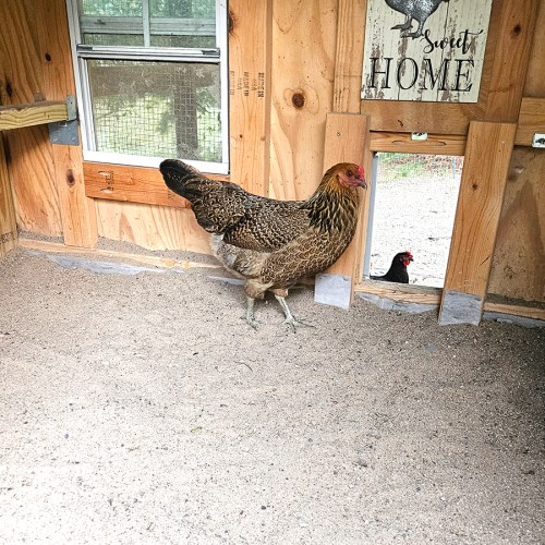 Advantages Of Using Sand As Litter In Chicken Coops And Runs