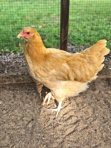 Advantages Of Using Sand As Litter In Chicken Coops And Runs