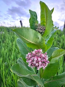 Attracting Butterflies In The Midwest - 11 Plants For Pollinators