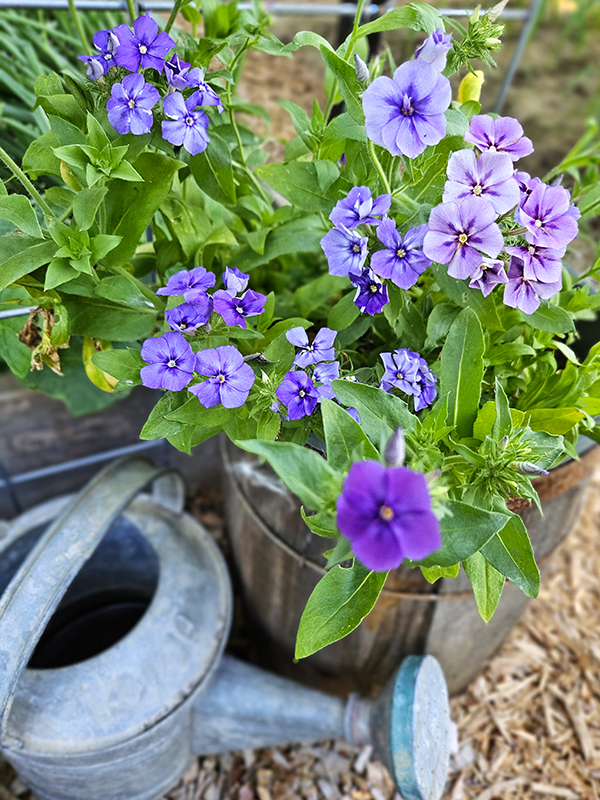 Attracting Butterflies In The Midwest - 11 Plants For Pollinators
