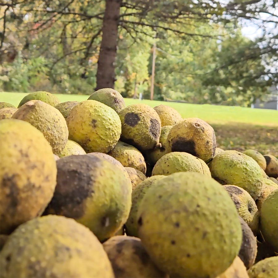 Black Walnut Trees & Vegetable Gardens - What To Know & Grow