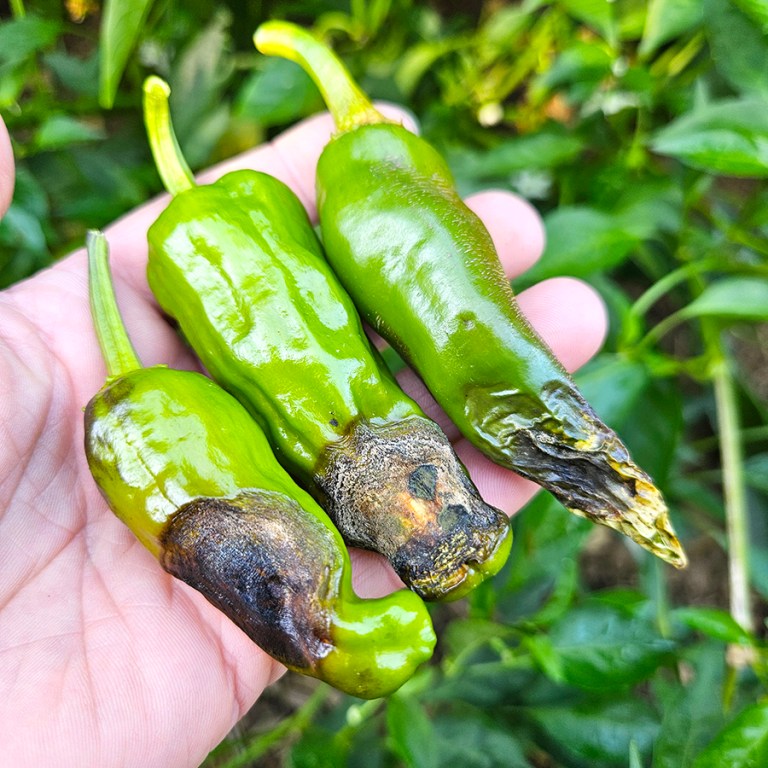 Blossom End Rot Issues With Garden Tomatoes, Peppers & More