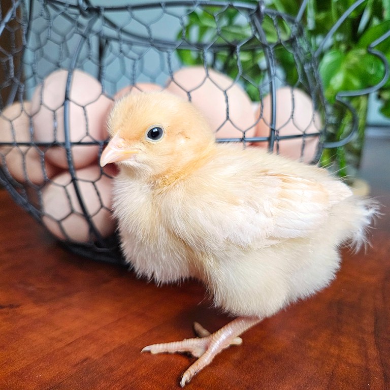 Bringing Baby Chicks Home - 5 Tips On Raising Baby Chicks