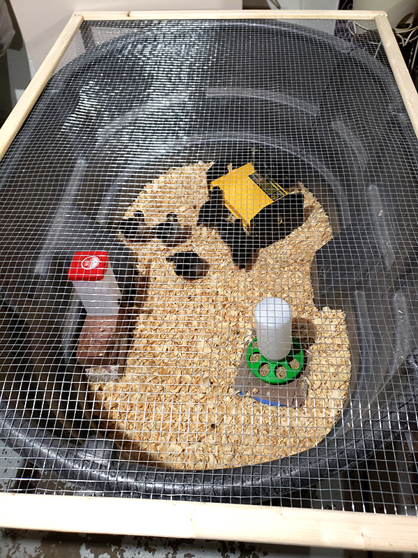 Bringing Baby Chicks Home - 5 Tips On Raising Baby Chicks
