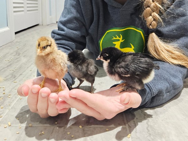 Bringing Baby Chicks Home - 5 Tips On Raising Baby Chicks