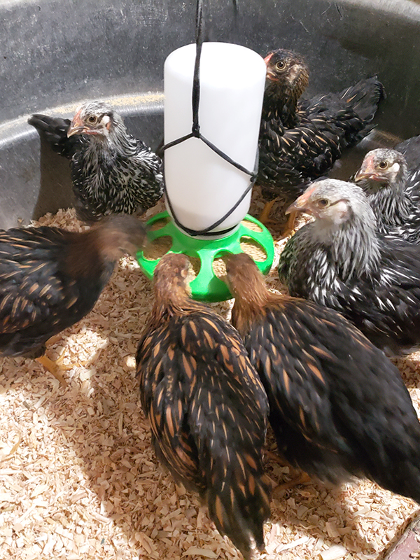 Bringing Baby Chicks Home - 5 Tips On Raising Baby Chicks