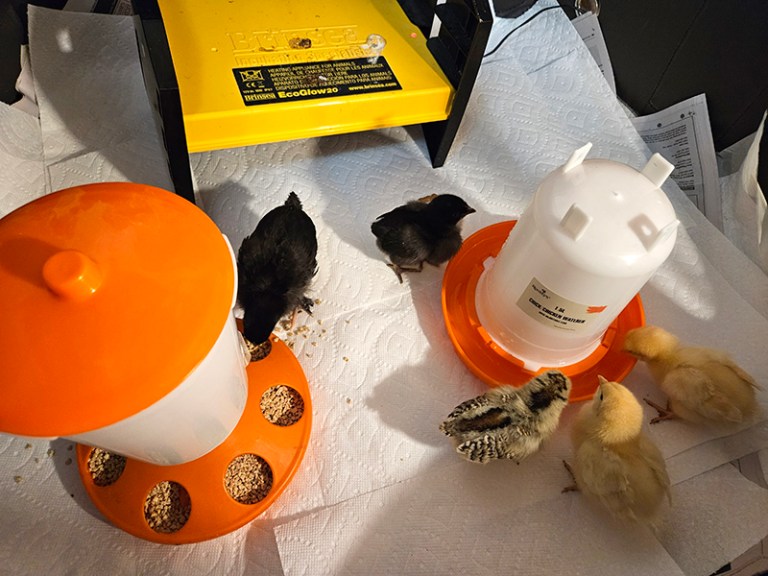 Bringing Baby Chicks Home - 5 Tips On Raising Baby Chicks
