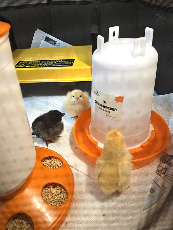 Bringing Baby Chicks Home - 5 Tips On Raising Baby Chicks