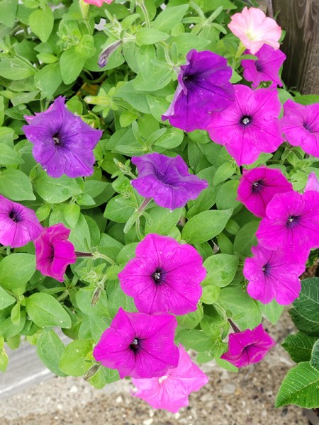 Caring For Petunias - One Of The Most Popular Flowering Annuals