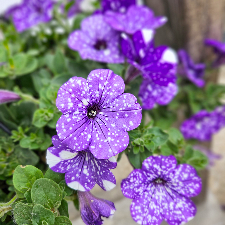 Caring For Petunias - One Of The Most Popular Flowering Annuals
