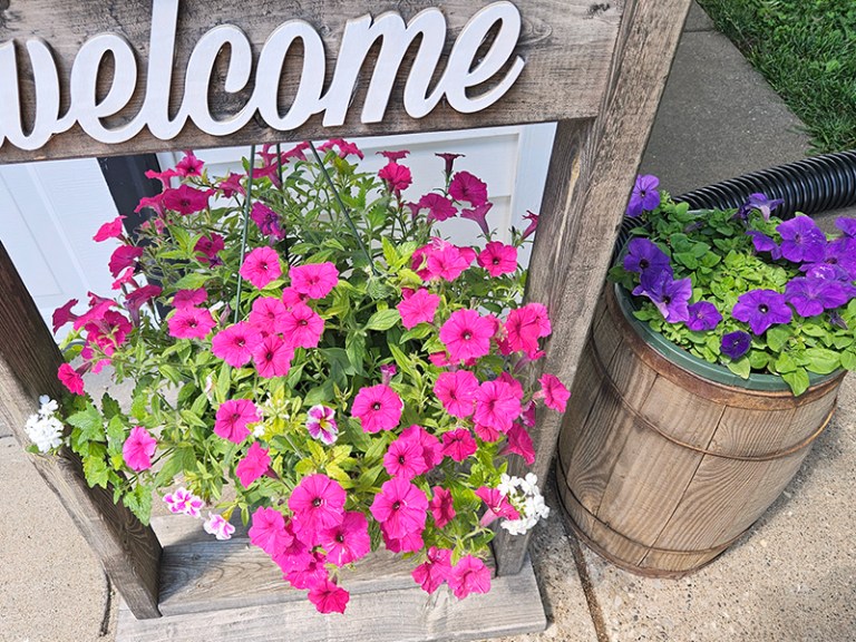Caring For Petunias - One Of The Most Popular Flowering Annuals