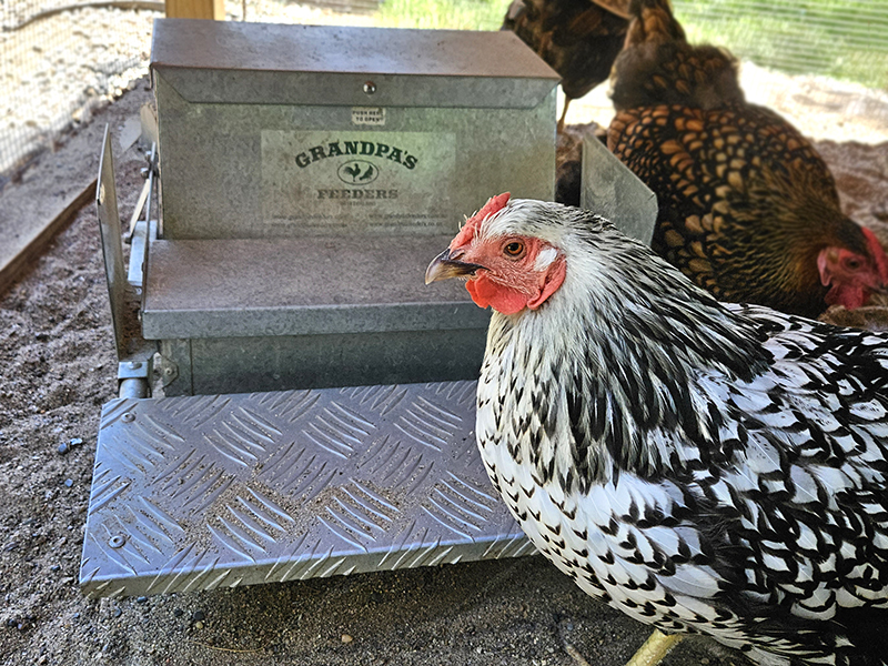 4 Must-Have Products For Raising Chickens For Busy Families