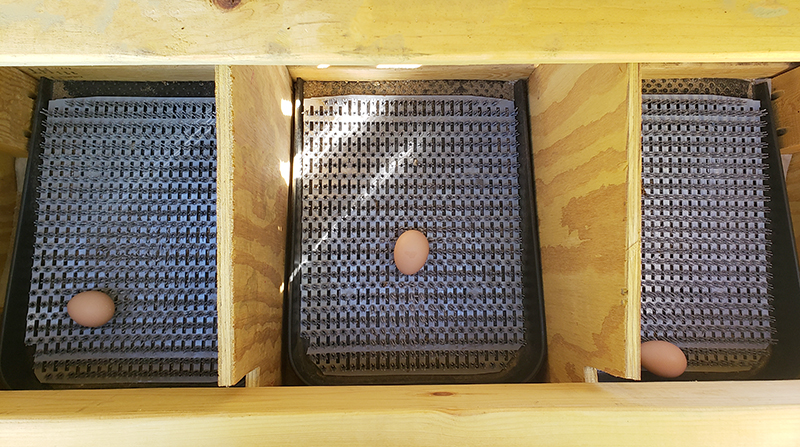 4 Must-Have Products For Raising Chickens For Busy Families