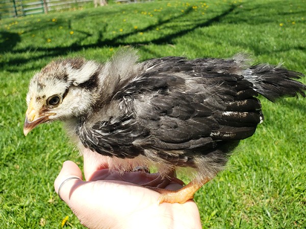 Why Chickens Molt, When It Happens & What You Can Do To Help