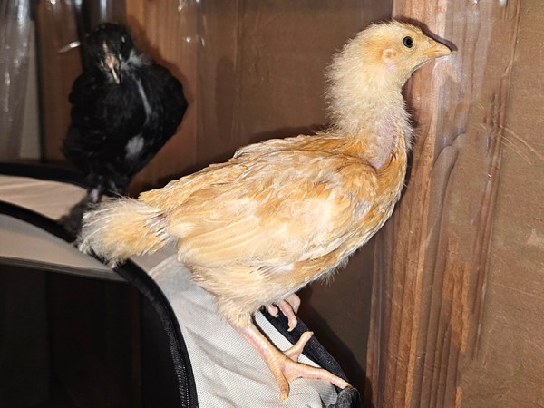 Why Chickens Molt, When It Happens & What You Can Do To Help