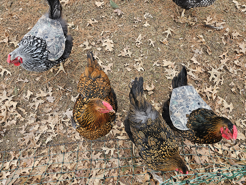 Preparing Chickens For Winter - Winterize Your Coop & Flock