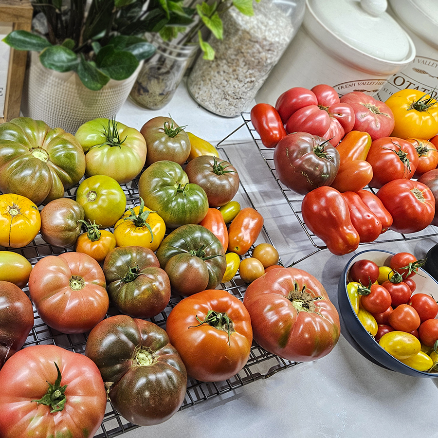Choosing The Right Tomato Varieties For Your Garden And Harvest