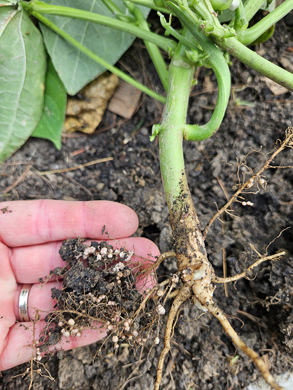 Cleaning Out The Garden In Fall - 7 Tips To Get Ready For Spring