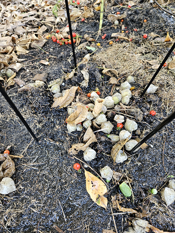 Cleaning Out The Garden In Fall - 7 Tips To Get Ready For Spring