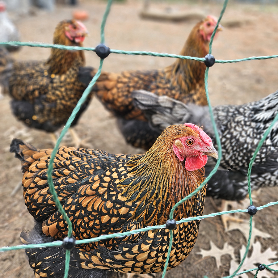 Cold Hardy Chickens - The Best Winter Breeds & Other Cool Tips