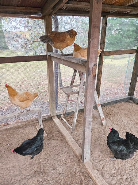 Cold Hardy Chickens - The Best Winter Breeds & Other Cool Tips