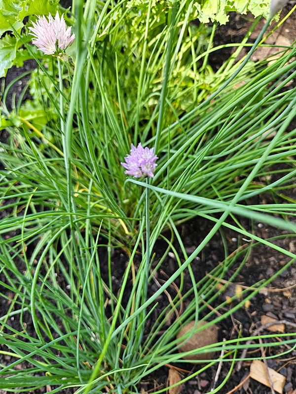 6 Crops To Plant In Early Spring - Get A Head Start On Gardening