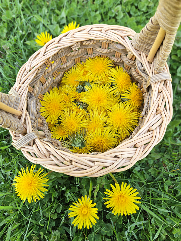Dandelion Shortbread Cookies - Made Using Dandelion Petals