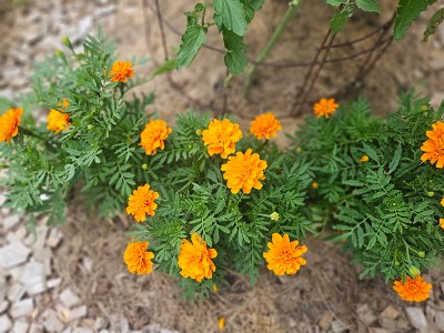 Deadheading Marigolds - Keep Flowers Blooming Long Into Fall