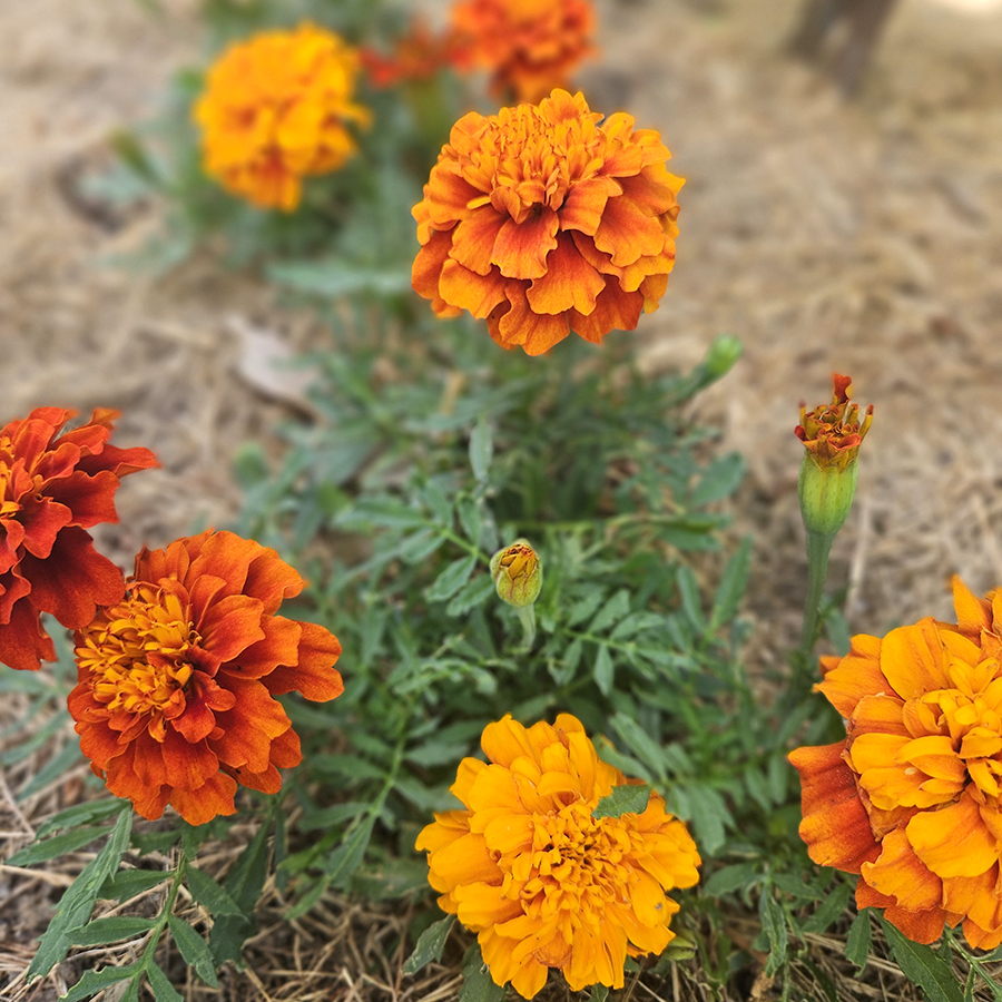 Deadheading Marigolds - Keep Flowers Blooming Long Into Fall