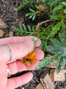 Deadheading Marigolds - Keep Flowers Blooming Long Into Fall