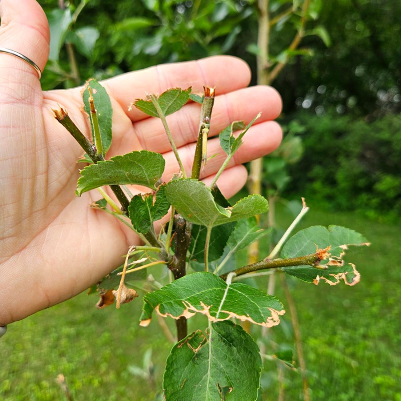 Deer Proof Your Garden & Home - 4 Ways To Keep Plants Safe