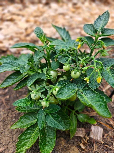 Determinate And Indeterminate Tomatoes - All You Need To Know