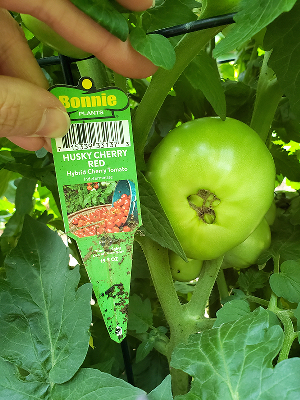 Determinate And Indeterminate Tomatoes - All You Need To Know