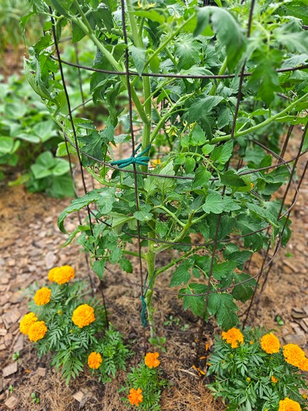 Determinate And Indeterminate Tomatoes - All You Need To Know