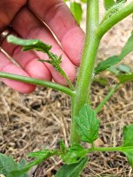 Determinate And Indeterminate Tomatoes - All You Need To Know