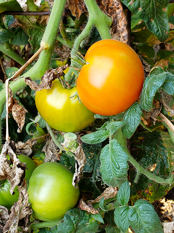 Early Tomato Blight - What Early Blight Is & How To Recognize It