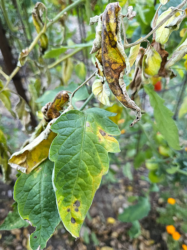 Early Tomato Blight - What Early Blight Is & How To Recognize It