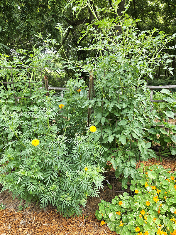 End Of The Season Tomatoes - Cleaning Up Tomato Plants In Fall