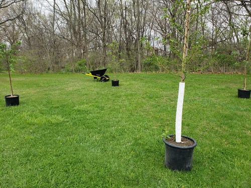 Plant Fruit Trees In The Fall - Get A Head Start On Spring Growth!